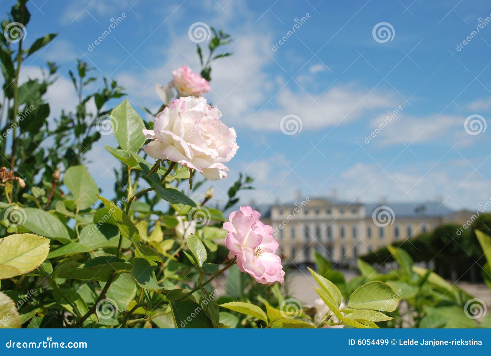 Beautiful Roses and Beautiful Baroque and Rococo Stock Image - Image of ...