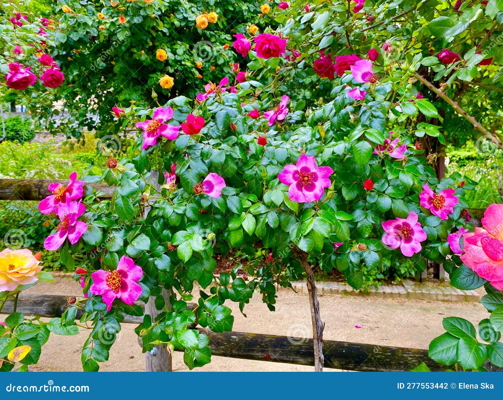 Beautiful Roses in Bloom in a Botanical Garden of Paris Stock Photo ...