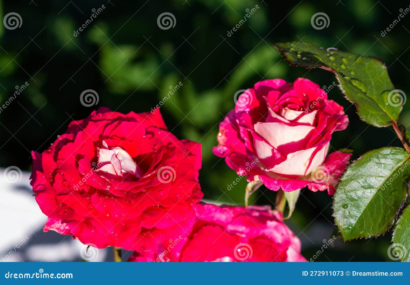 Beautiful Roses Bloomed in the Garden in Summer. Stock Image - Image of ...