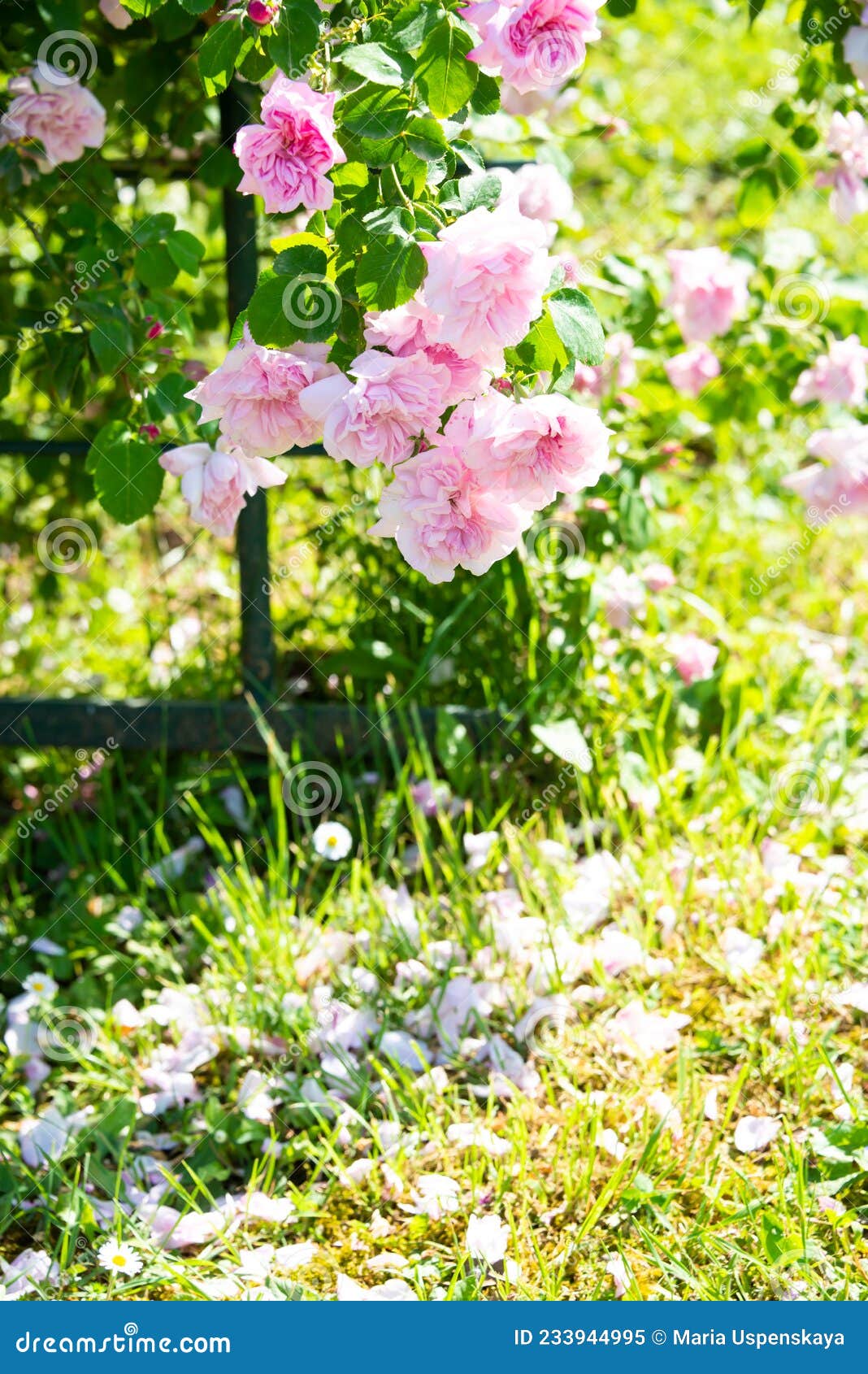 Beautiful Roses Blooming in a Garden in Spring Stock Image - Image of ...