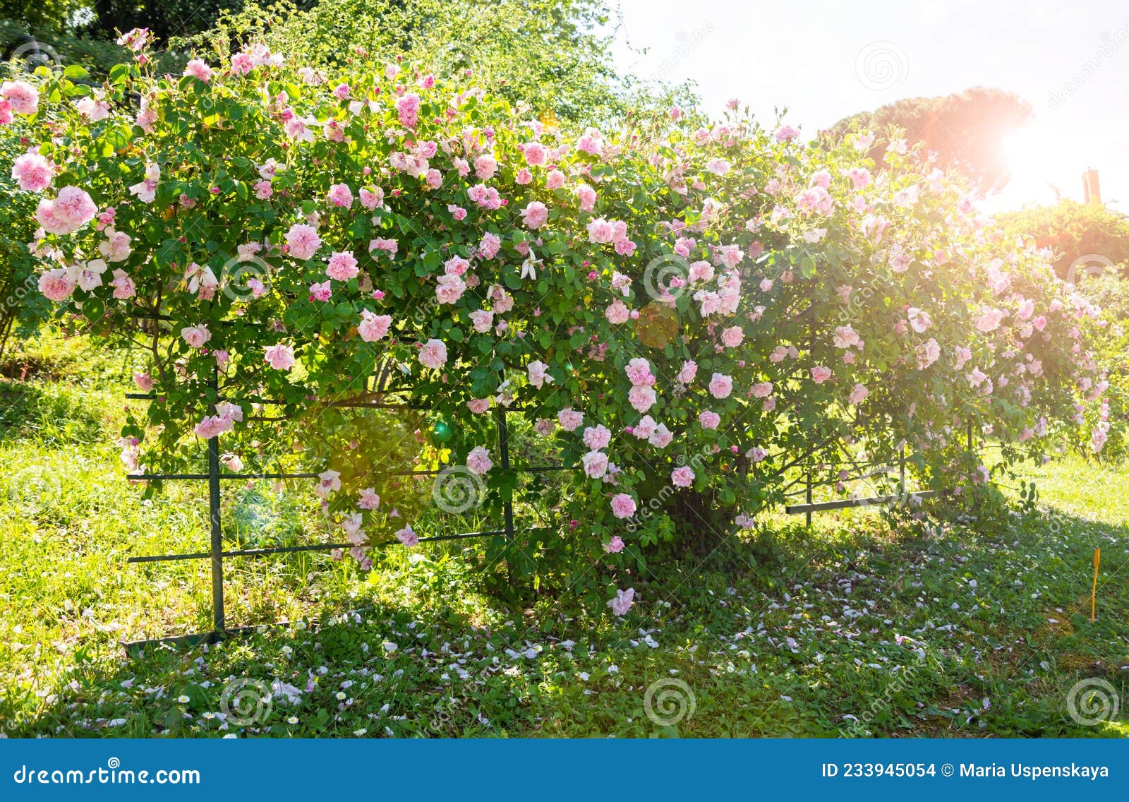 Beautiful Roses Blooming in a Garden in Spring Stock Photo - Image of ...