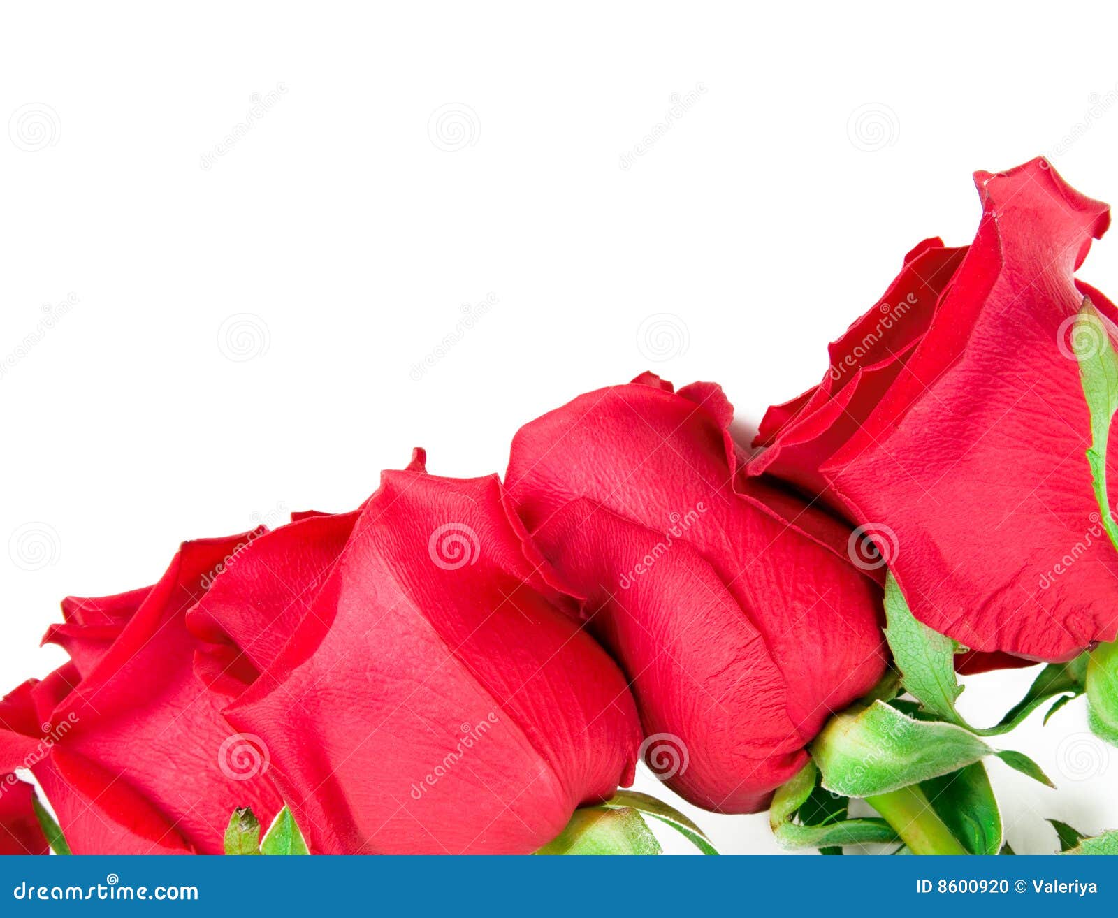 Beautiful Roses Border stock photo. Image of freshness - 8600920