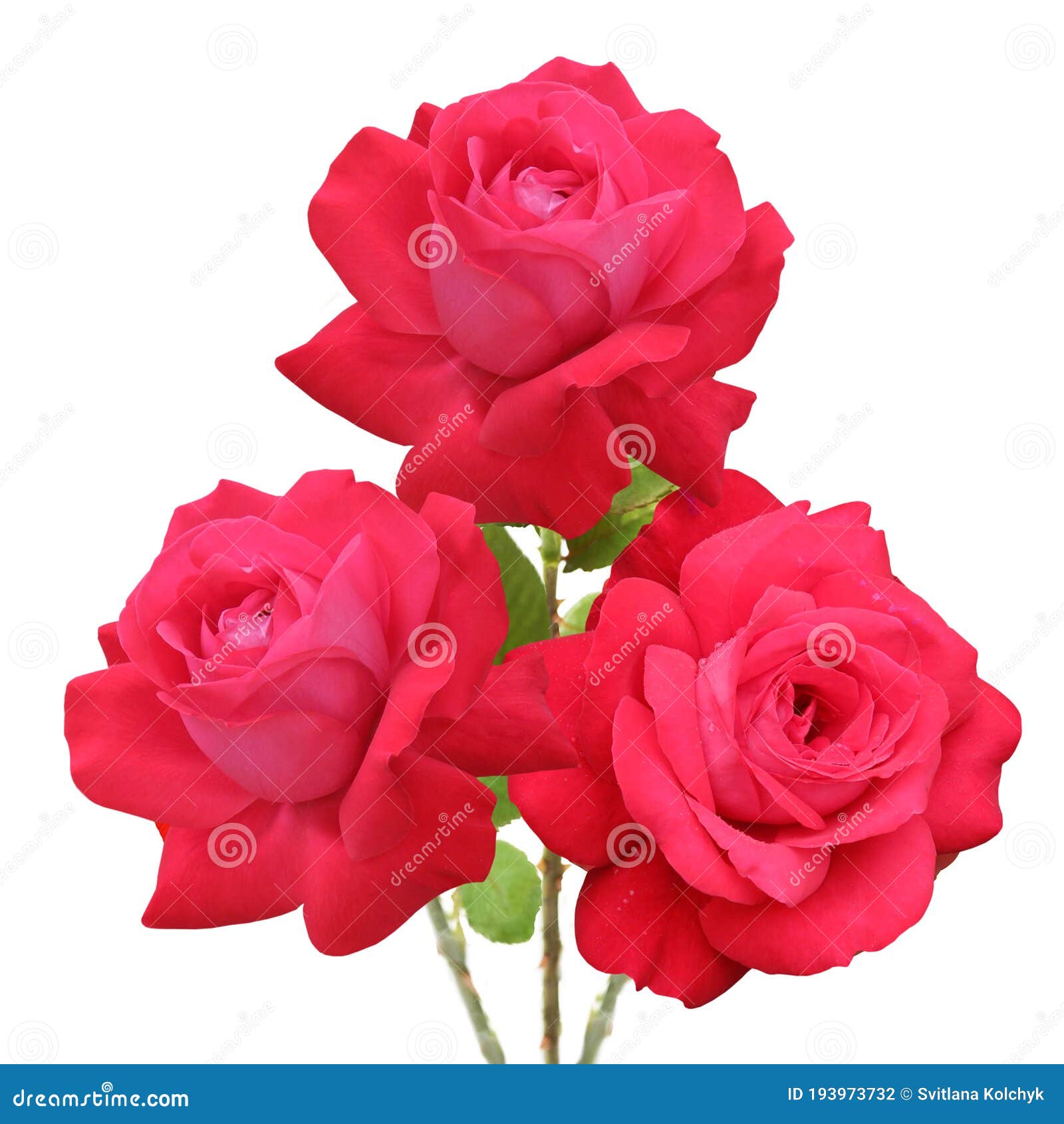 Beautiful Roses Bunch Isolated on White Stock Photo - Image of garden ...