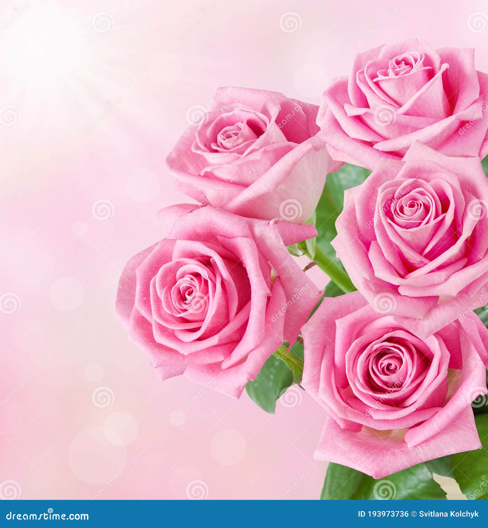 Beautiful Roses Bunch Isolated on White Stock Photo - Image of love ...