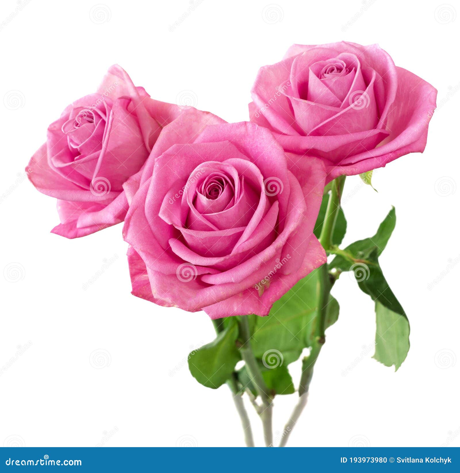 Beautiful Roses Bunch Isolated on White Stock Photo - Image of macro ...