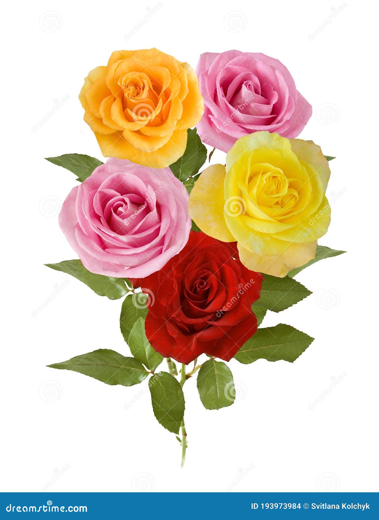 Beautiful Roses Bunch Isolated on White Stock Photo - Image of ...