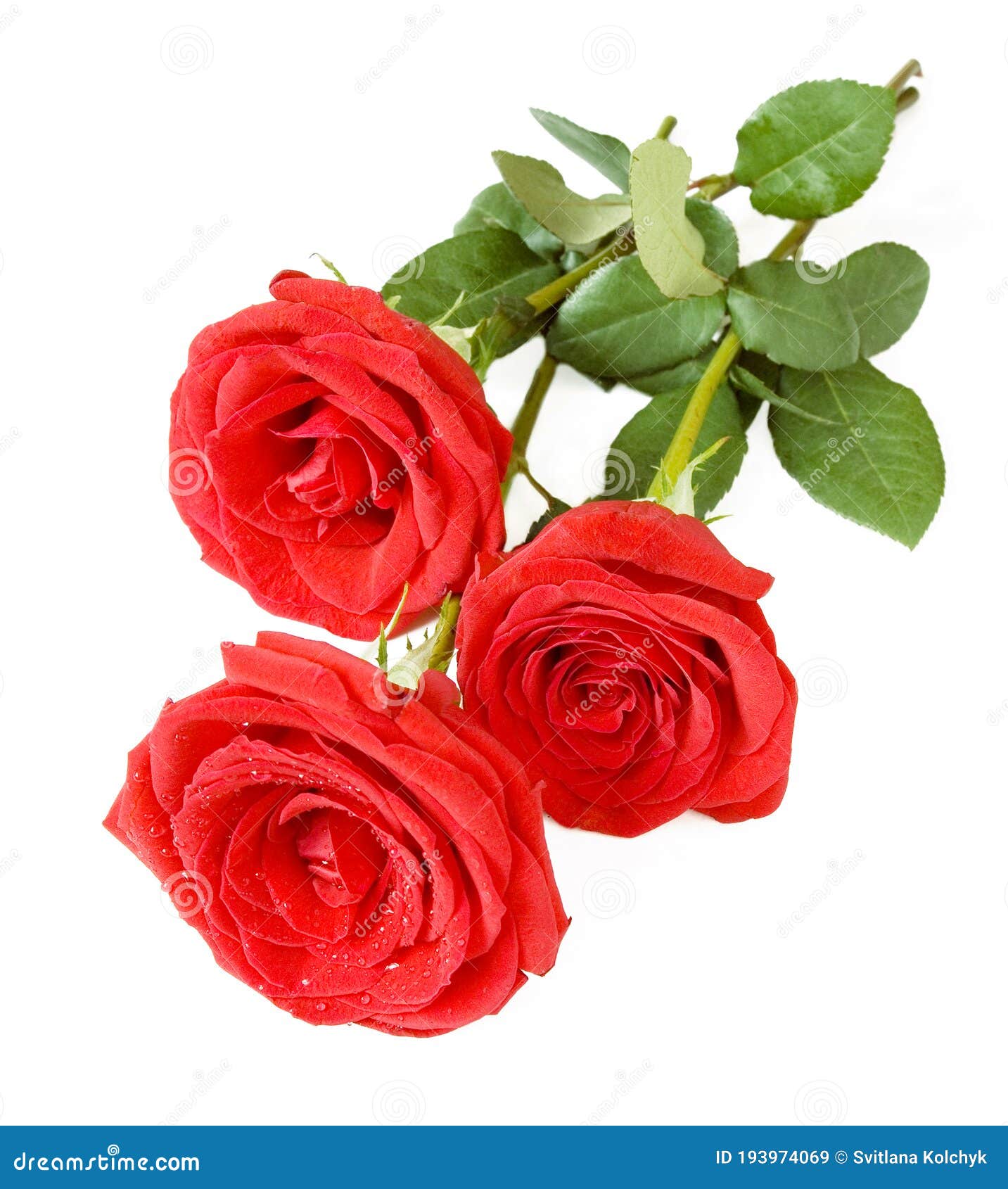 Beautiful Roses Bunch Isolated on White Stock Image - Image of blue ...