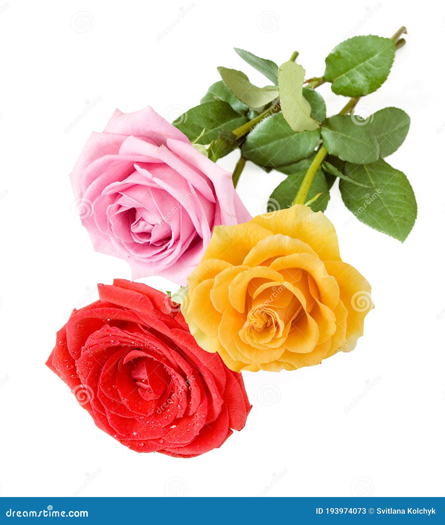 Beautiful Roses Bunch Isolated on White Stock Image - Image of bunch ...