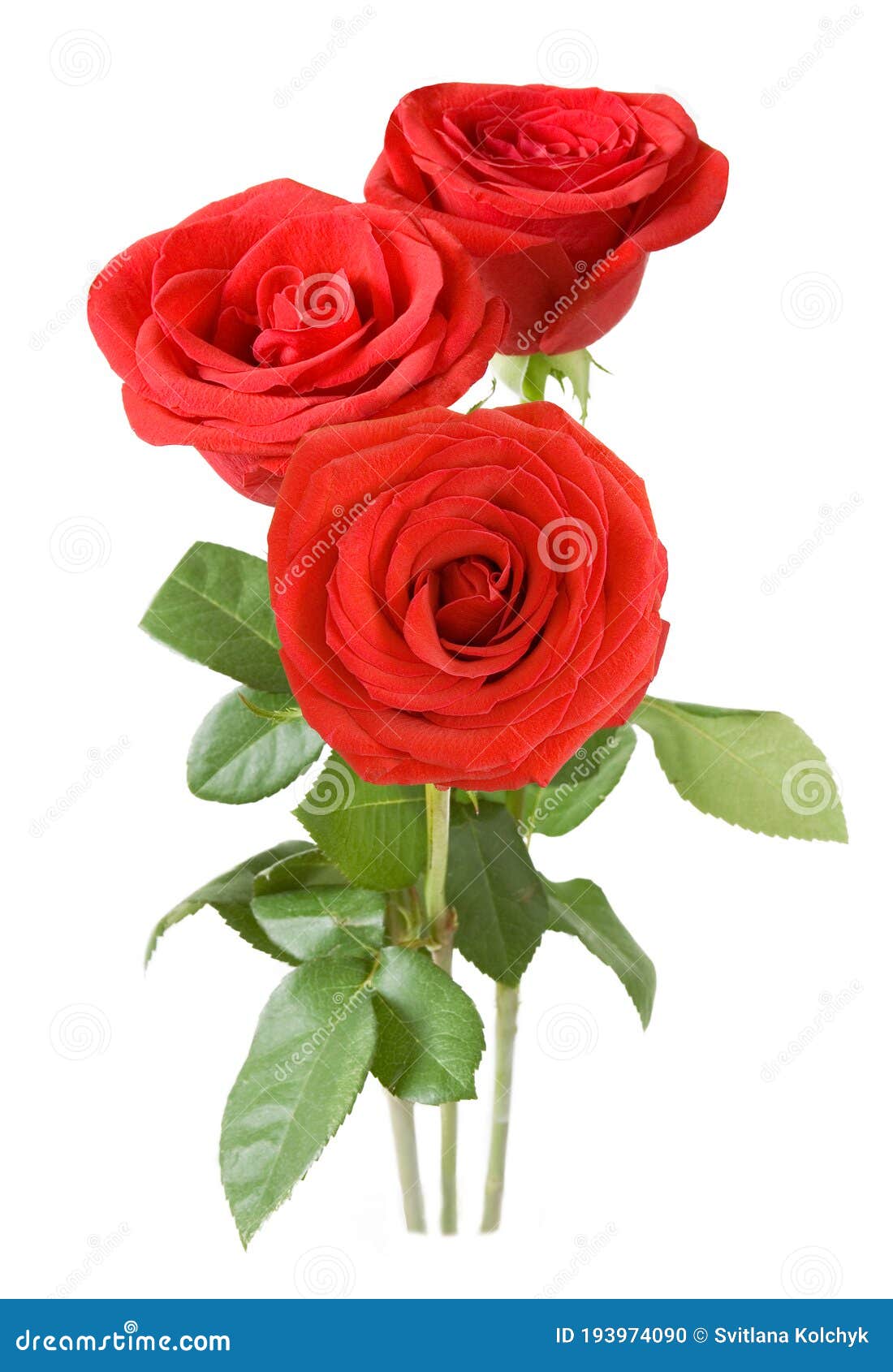Beautiful Roses Bunch Isolated on White Stock Photo - Image of ...
