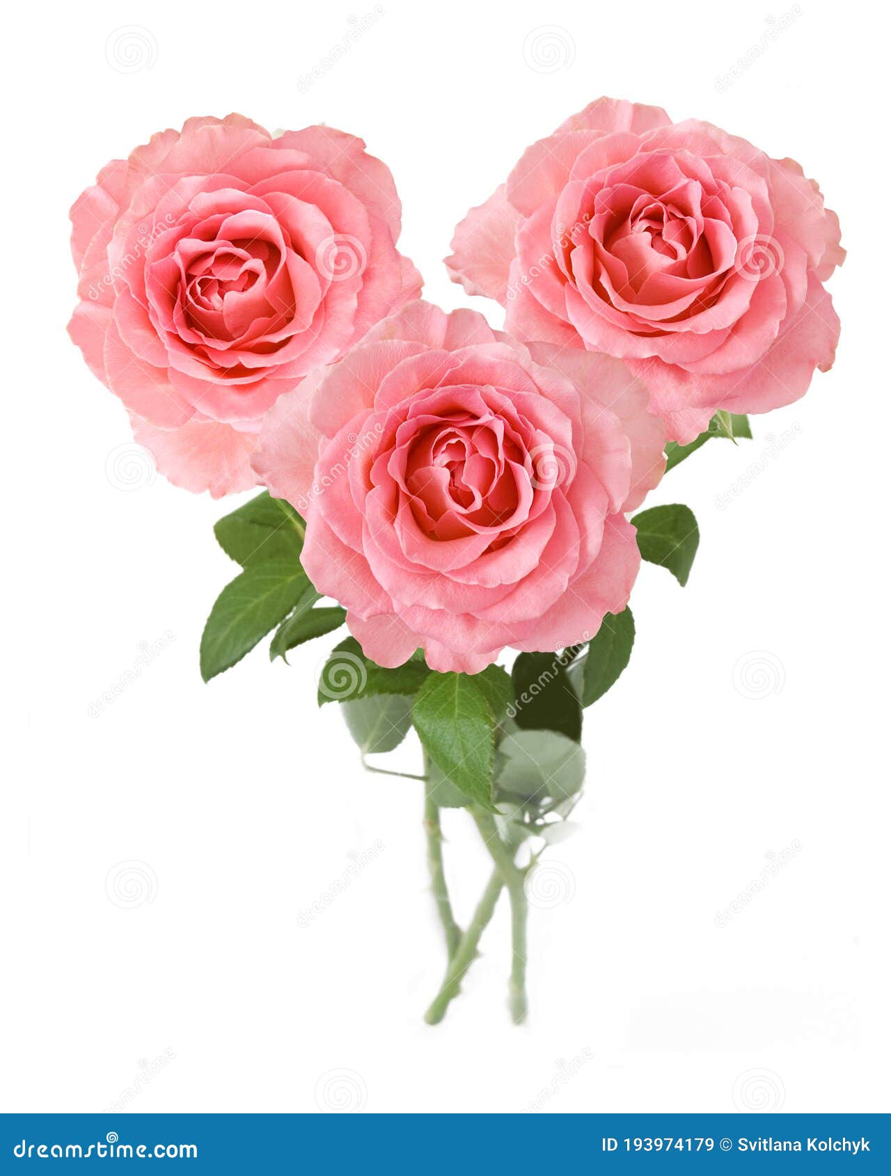Beautiful Roses Bunch Isolated on White Stock Image - Image of garden ...