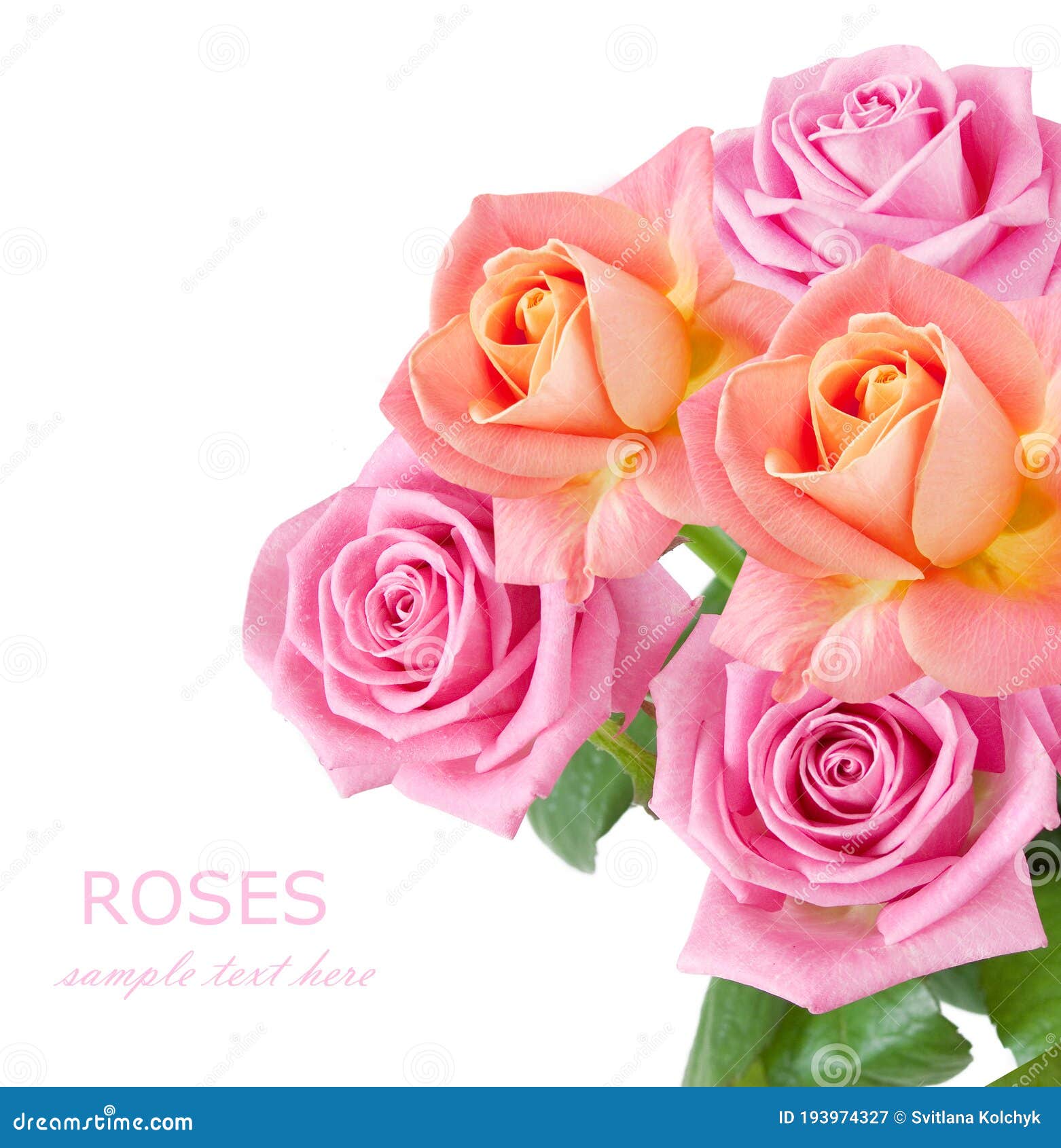 Beautiful Roses Bunch Isolated on White Stock Image - Image of floral ...