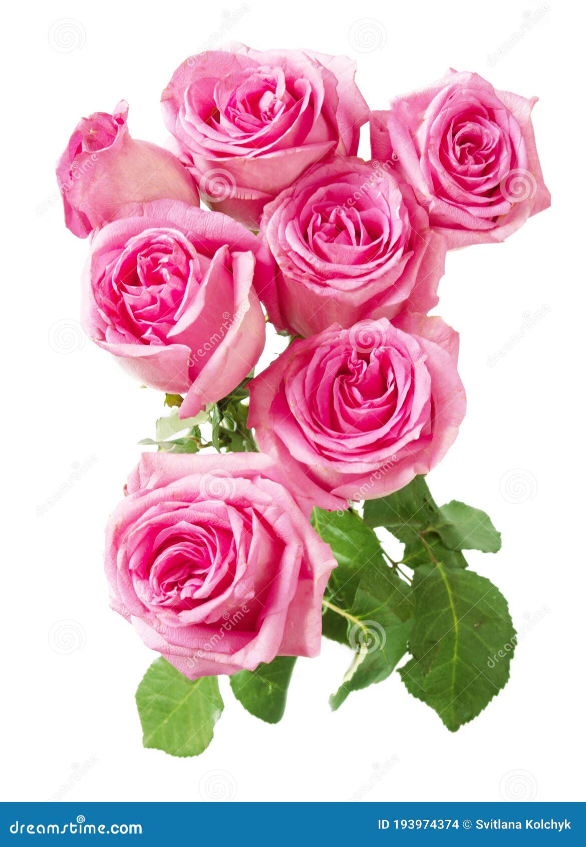 Beautiful Roses Bunch Isolated on White Stock Photo - Image of close ...