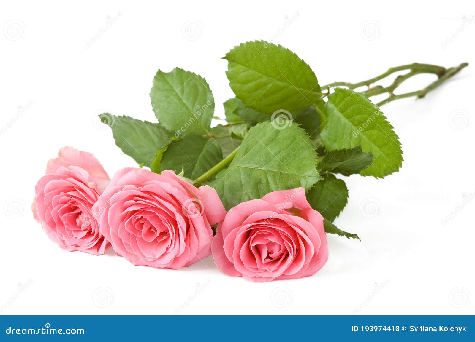 Beautiful Roses Bunch Isolated on White Stock Photo - Image of beauty ...