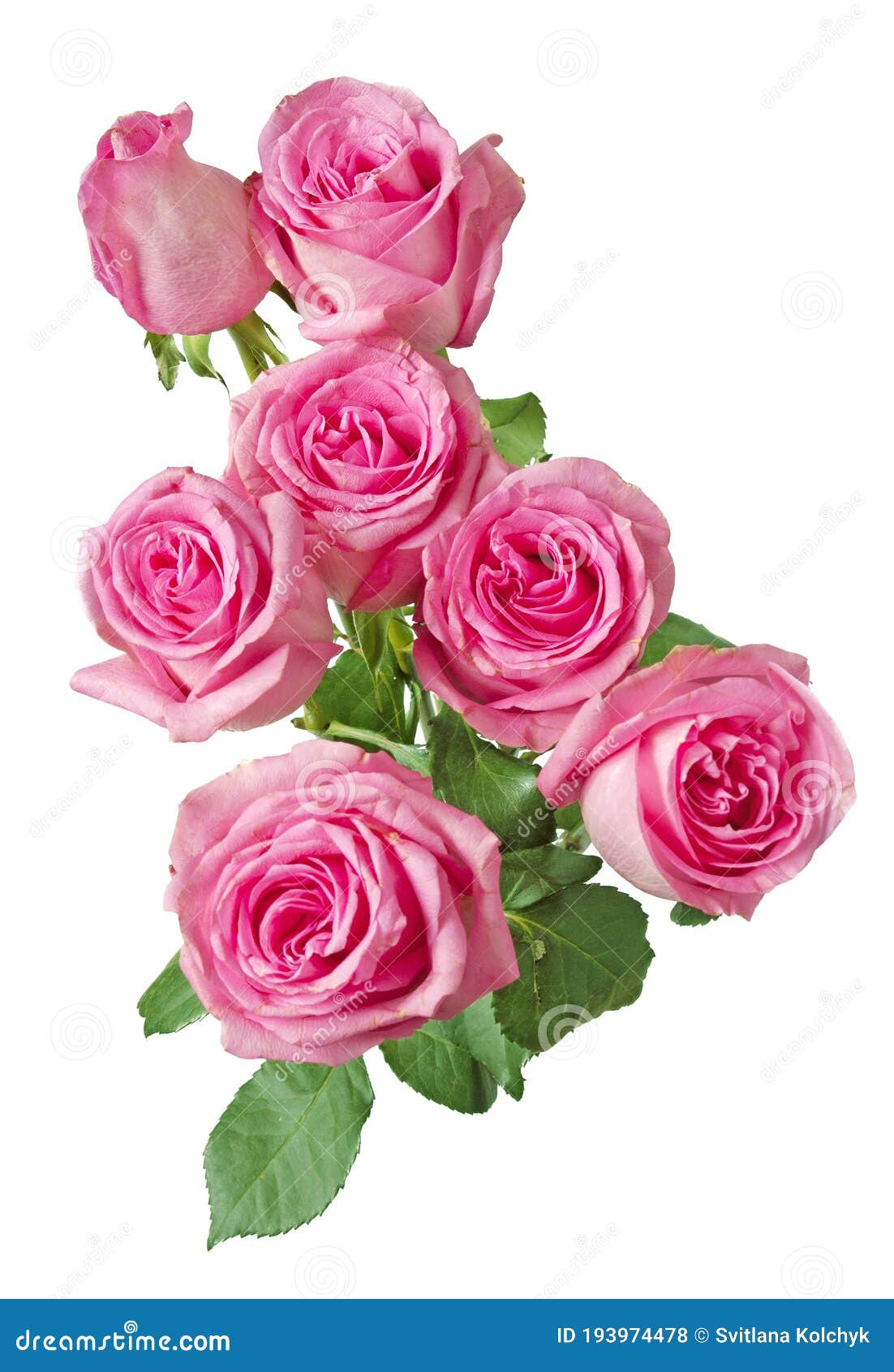 Beautiful Roses Bunch Isolated on White Stock Photo - Image of ...