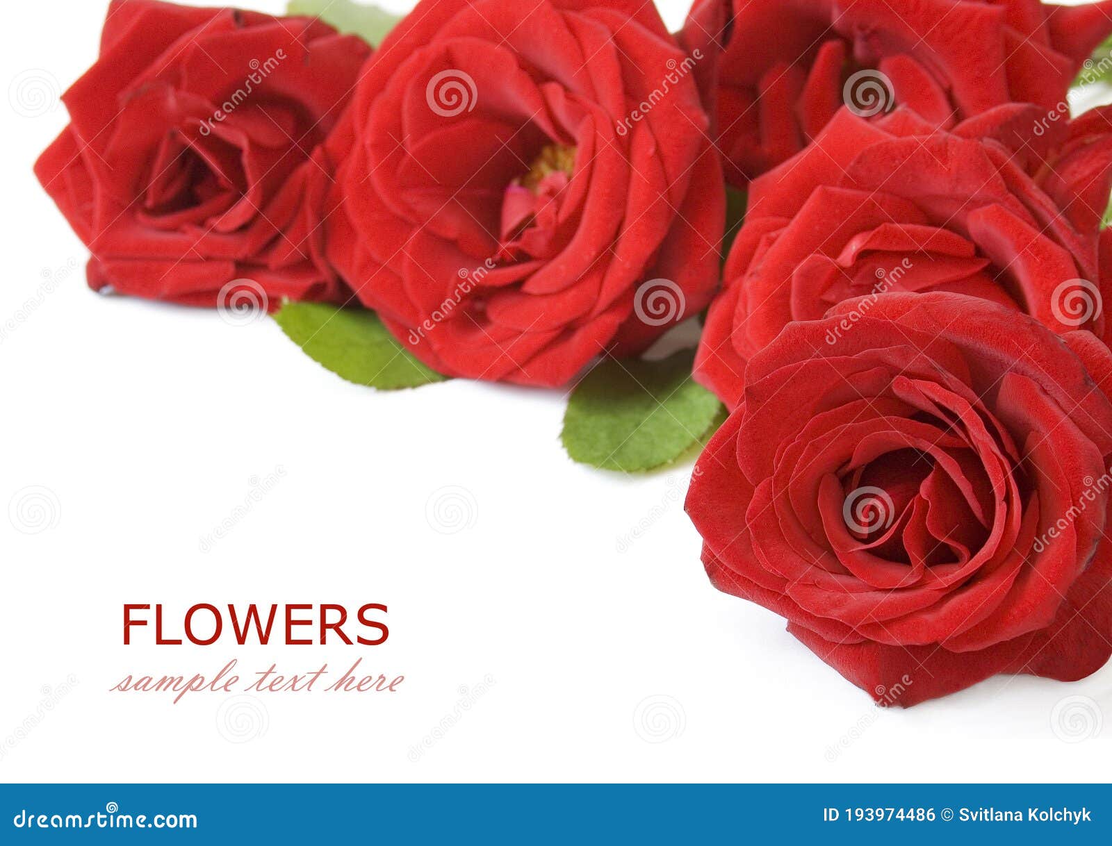 Beautiful Roses Bunch Isolated on White Stock Photo - Image of ...