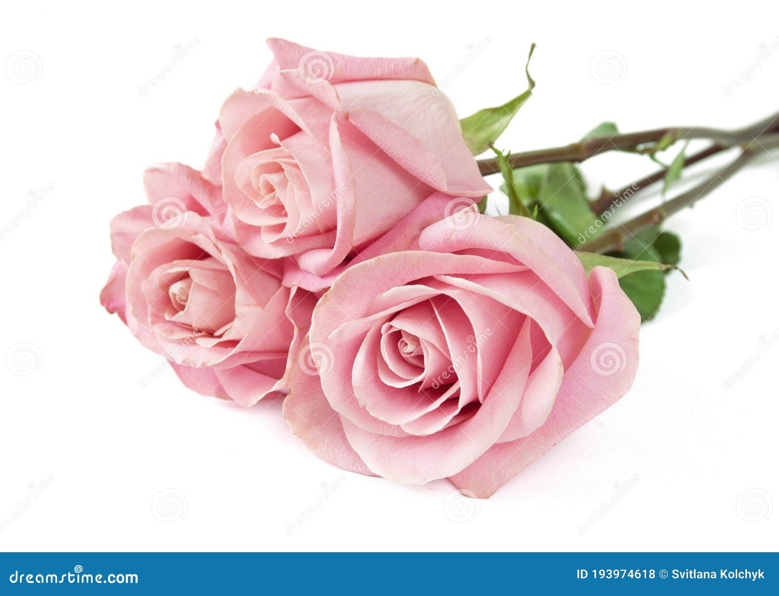 Beautiful Roses Bunch Isolated on White Stock Photo - Image of macro ...
