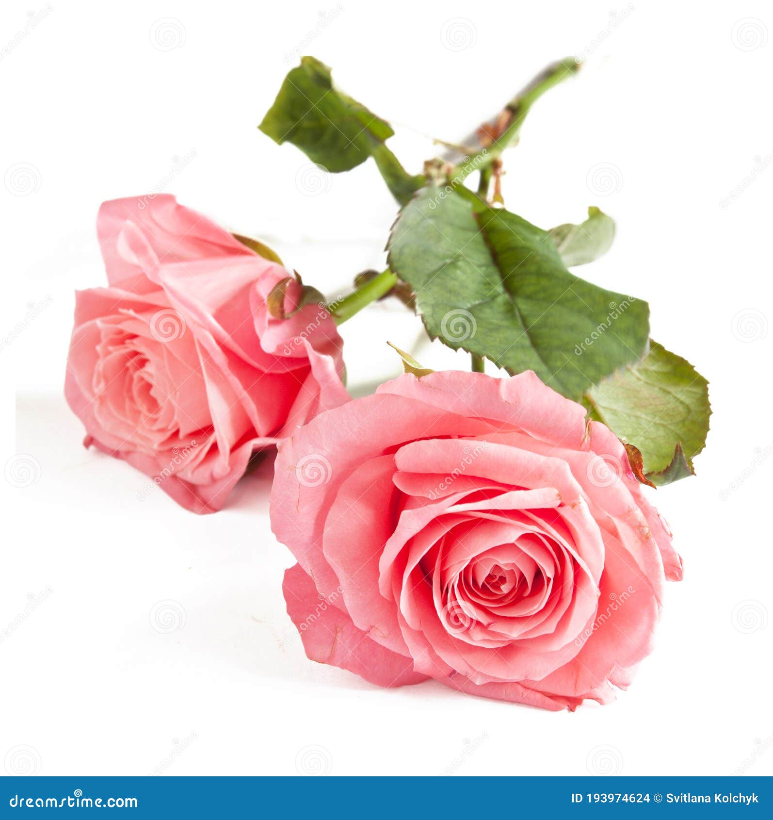 Beautiful Roses Bunch Isolated on White Stock Photo - Image of petal ...