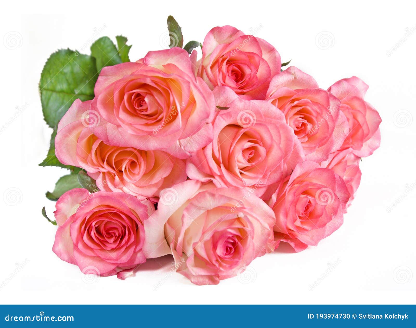 Beautiful Roses Bunch Isolated on White Stock Photo - Image of close ...