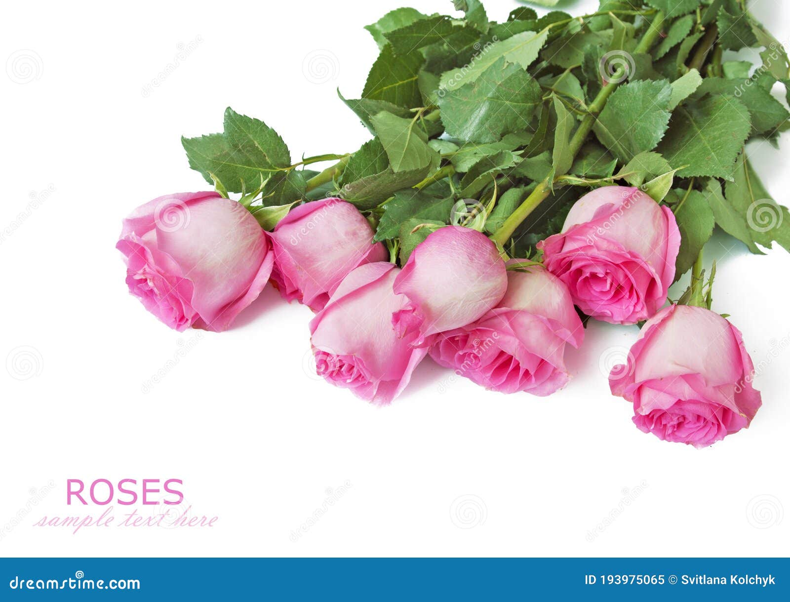 Beautiful Roses Bunch Isolated on White Stock Image - Image of cream ...