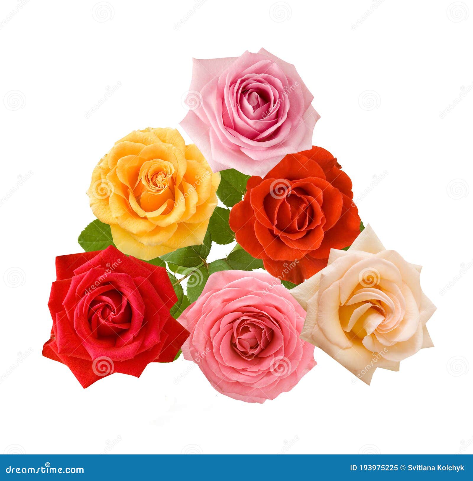 Beautiful Roses Bunch Isolated on White Stock Image - Image of yellow ...