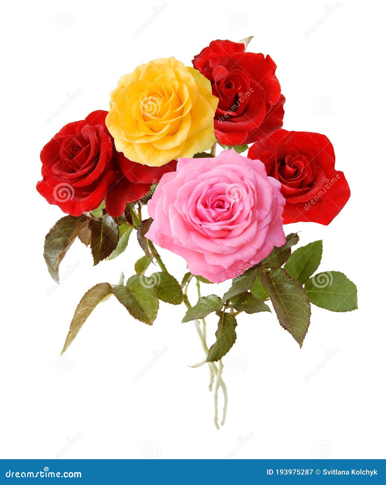 Beautiful Roses Bunch Isolated on White Stock Image - Image of ...
