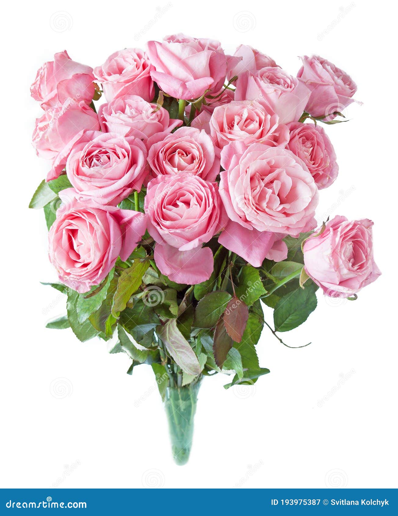 Beautiful Roses Bunch Isolated on White Stock Image - Image of pink ...