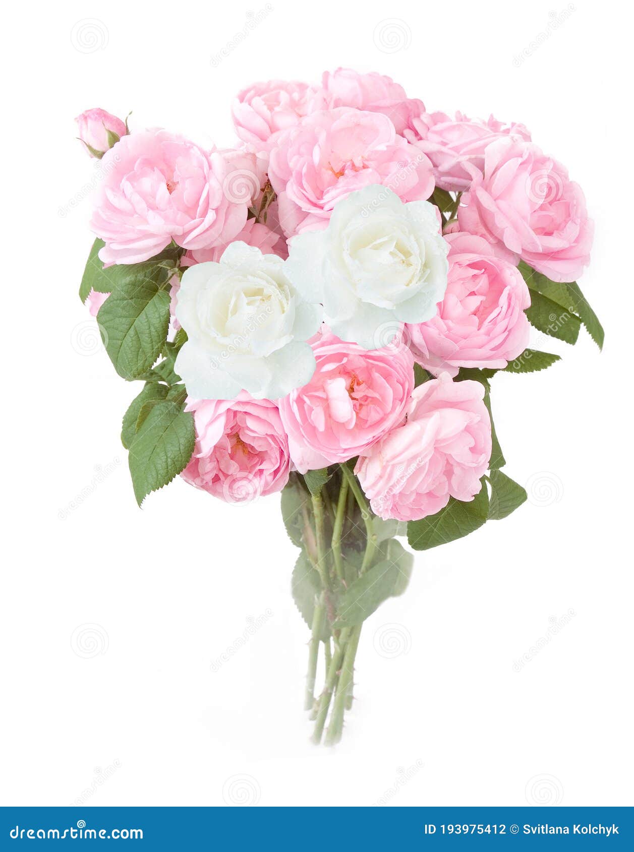 Beautiful Roses Bunch Isolated on White Stock Photo - Image of flower ...