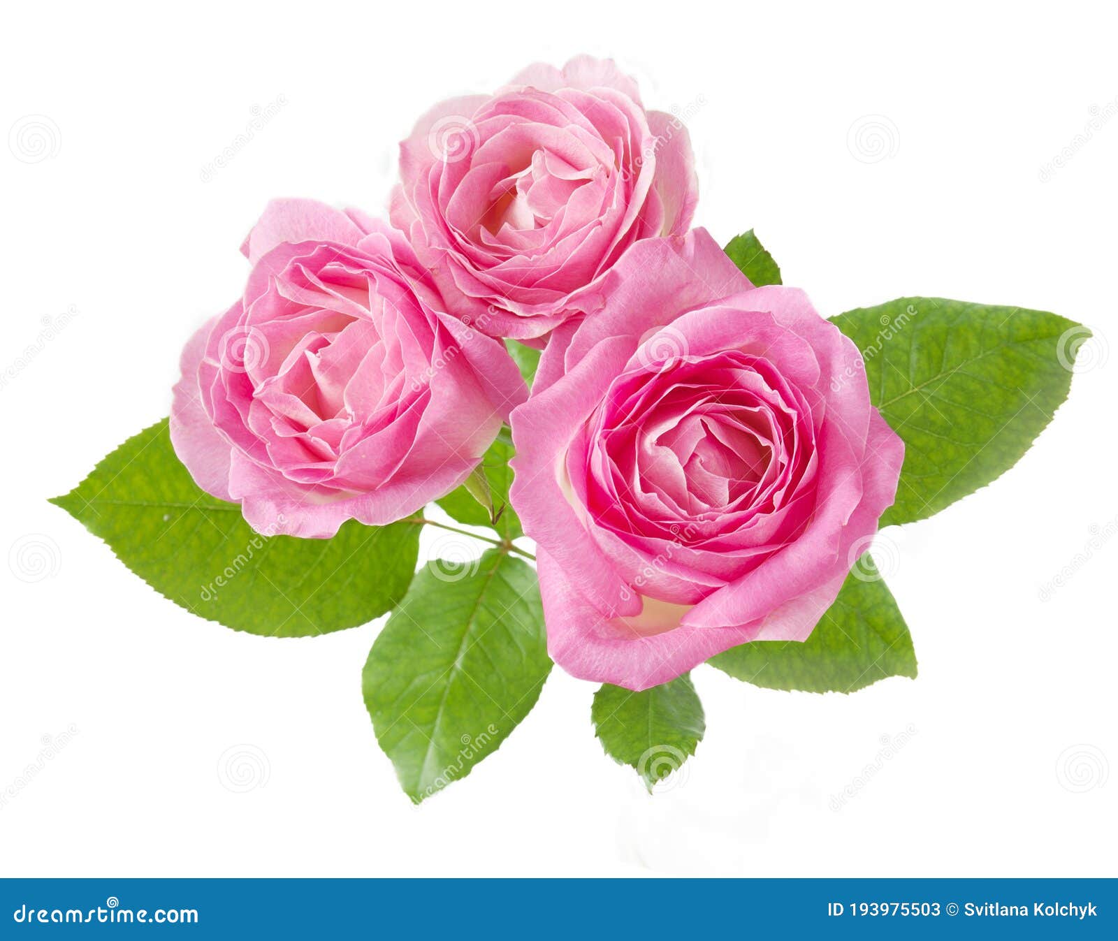 Beautiful Roses Bunch Isolated on White Stock Image - Image of green ...