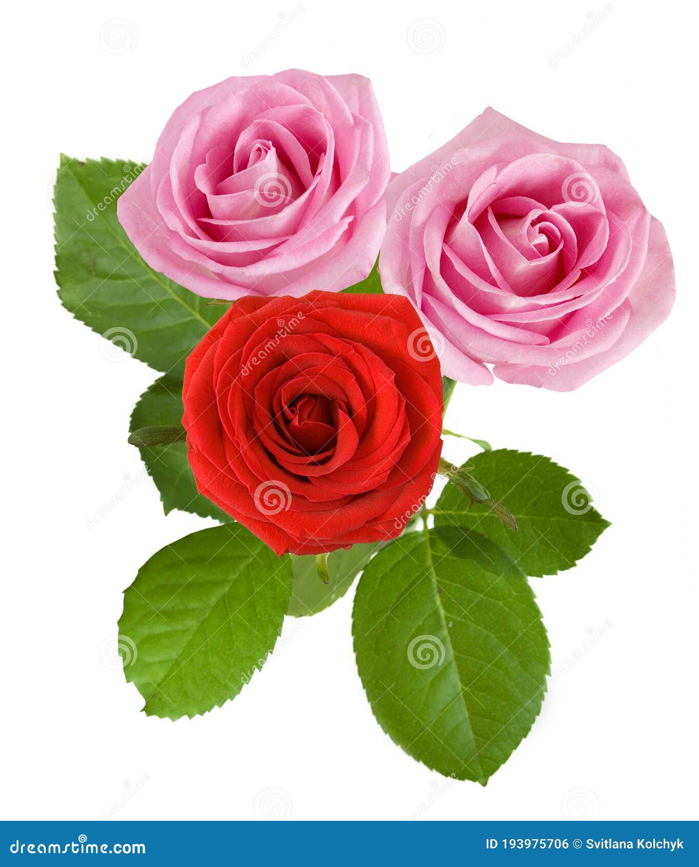 Beautiful Roses Bunch Isolated on White Stock Photo - Image of ...