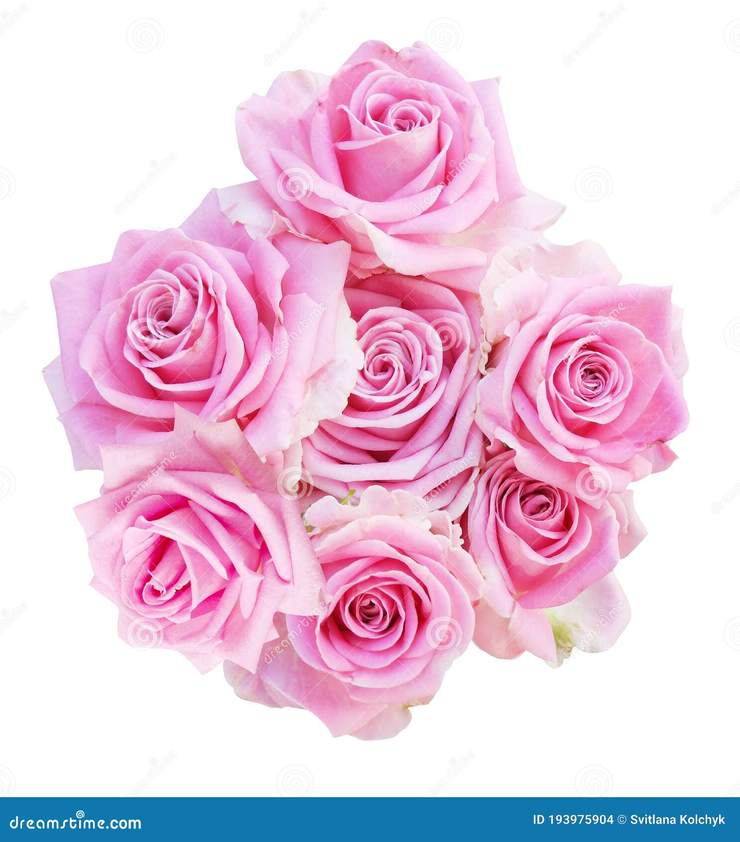 Beautiful Roses Bunch Isolated on White Stock Photo - Image of head ...