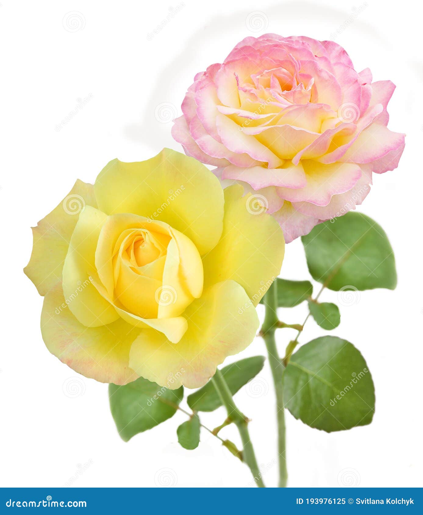 Beautiful Roses Bunch Isolated on White Stock Image - Image of flower ...