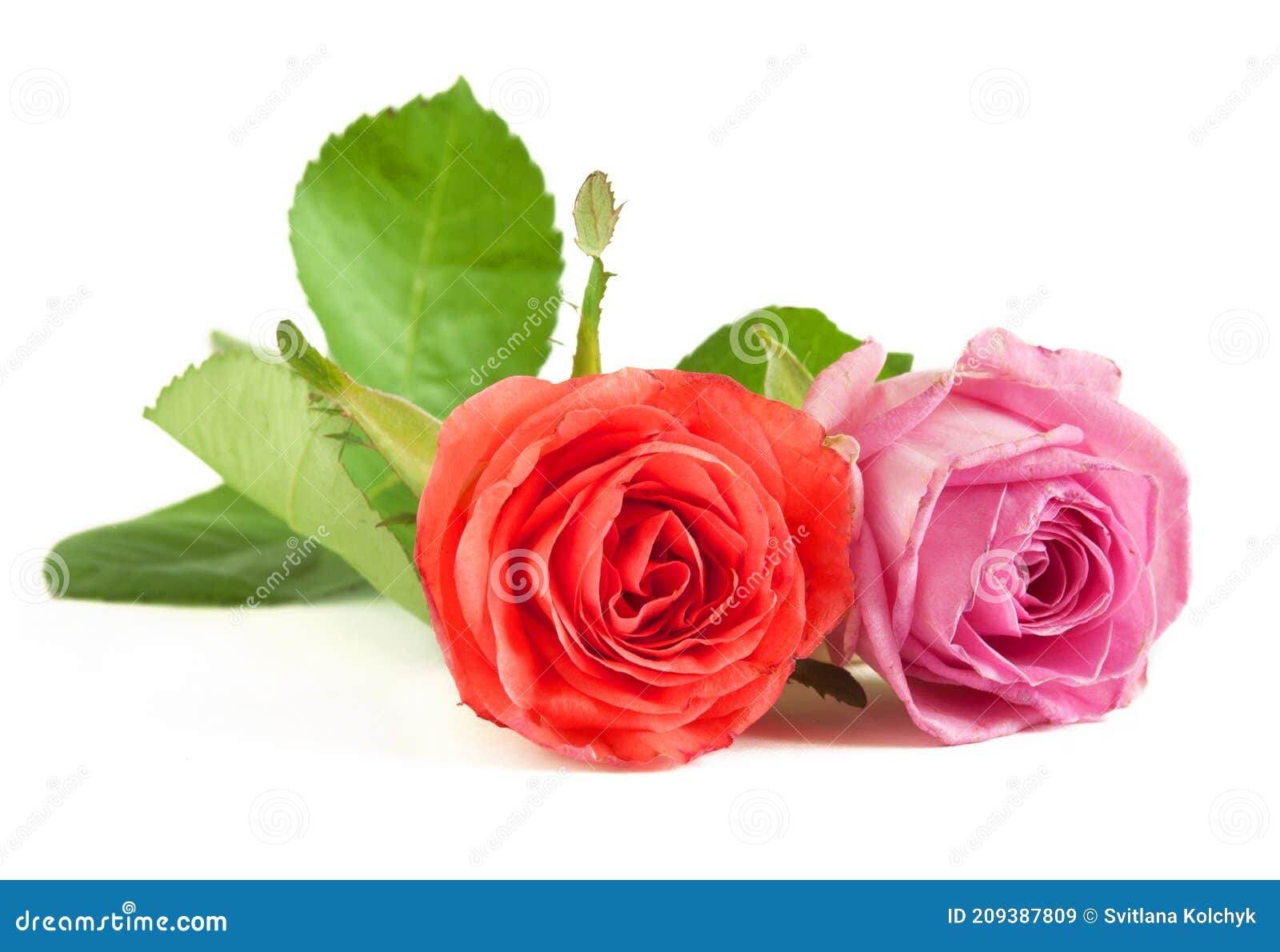 Beautiful Roses Bunch Isolated on White Stock Image - Image of head ...