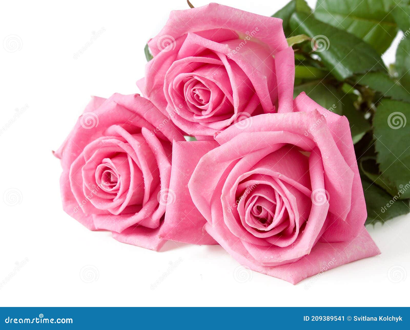 Beautiful Roses Bunch Isolated on White Stock Image - Image of flower ...