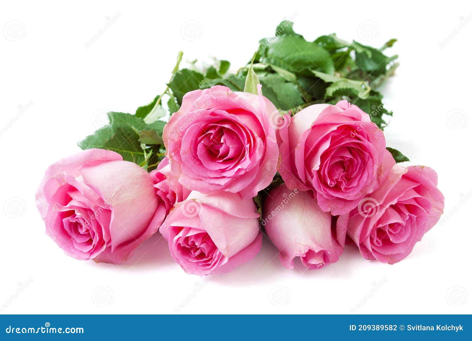 Beautiful Roses Bunch Isolated on White Stock Photo - Image of closeup ...