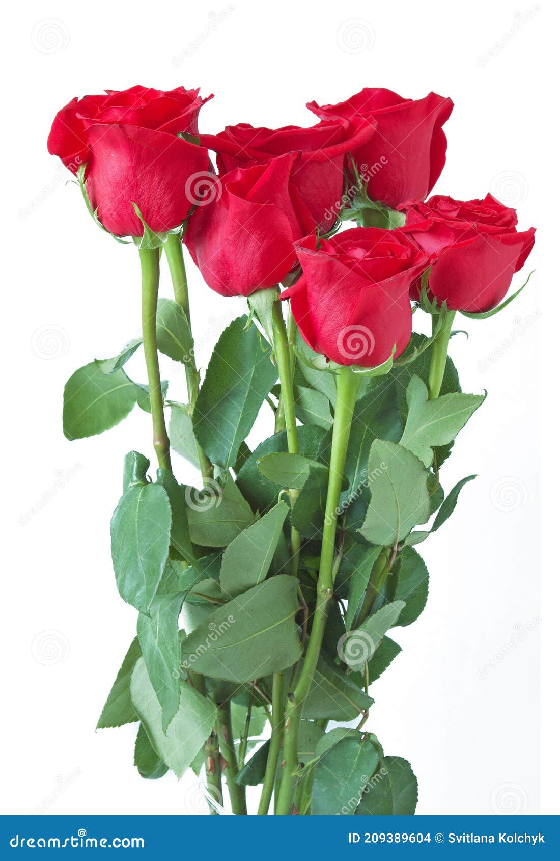 Beautiful Roses Bunch Isolated on White Stock Photo - Image of ...