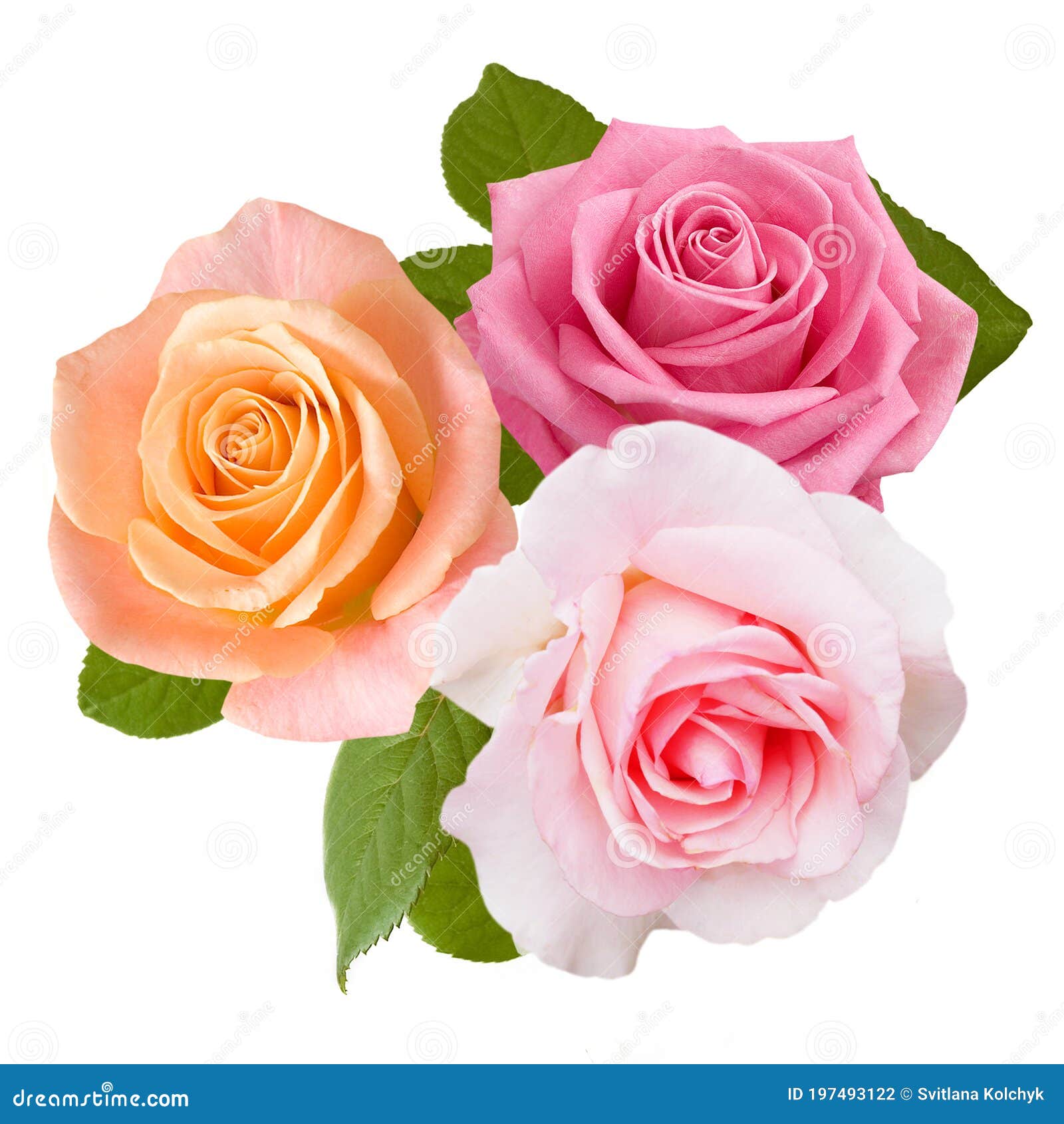Beautiful Roses Bunch Isolated on White Background Stock Photo - Image ...
