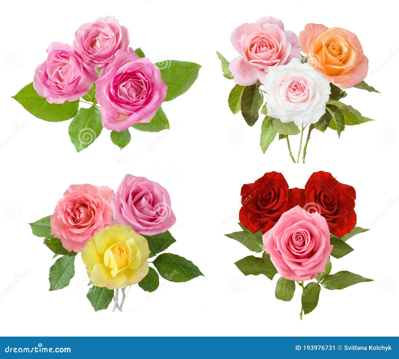 Beautiful Roses Bunch Set Isolated on White Stock Image - Image of ...