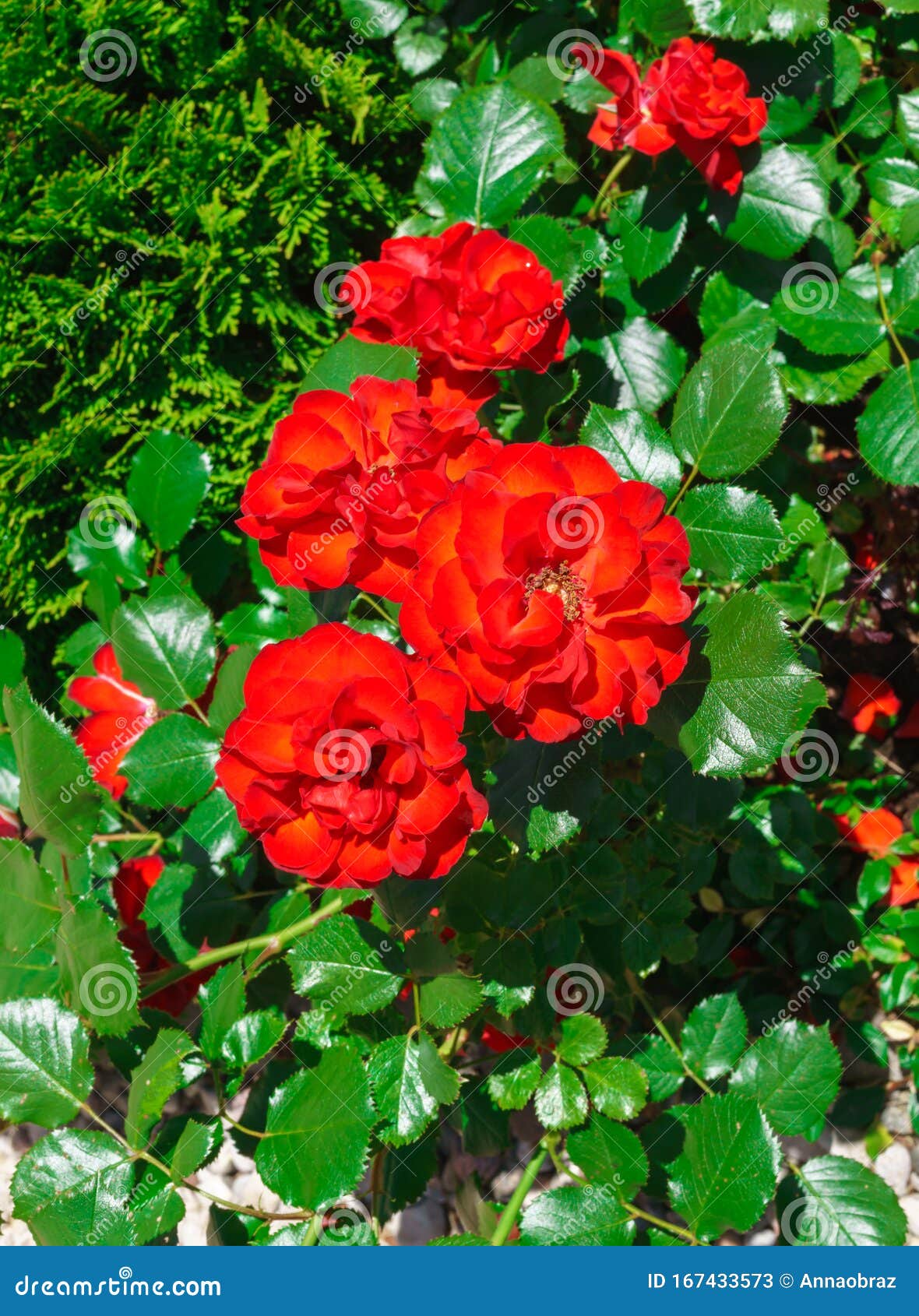 Beautiful Roses on the Bushes in the Garden Stock Image - Image of ...