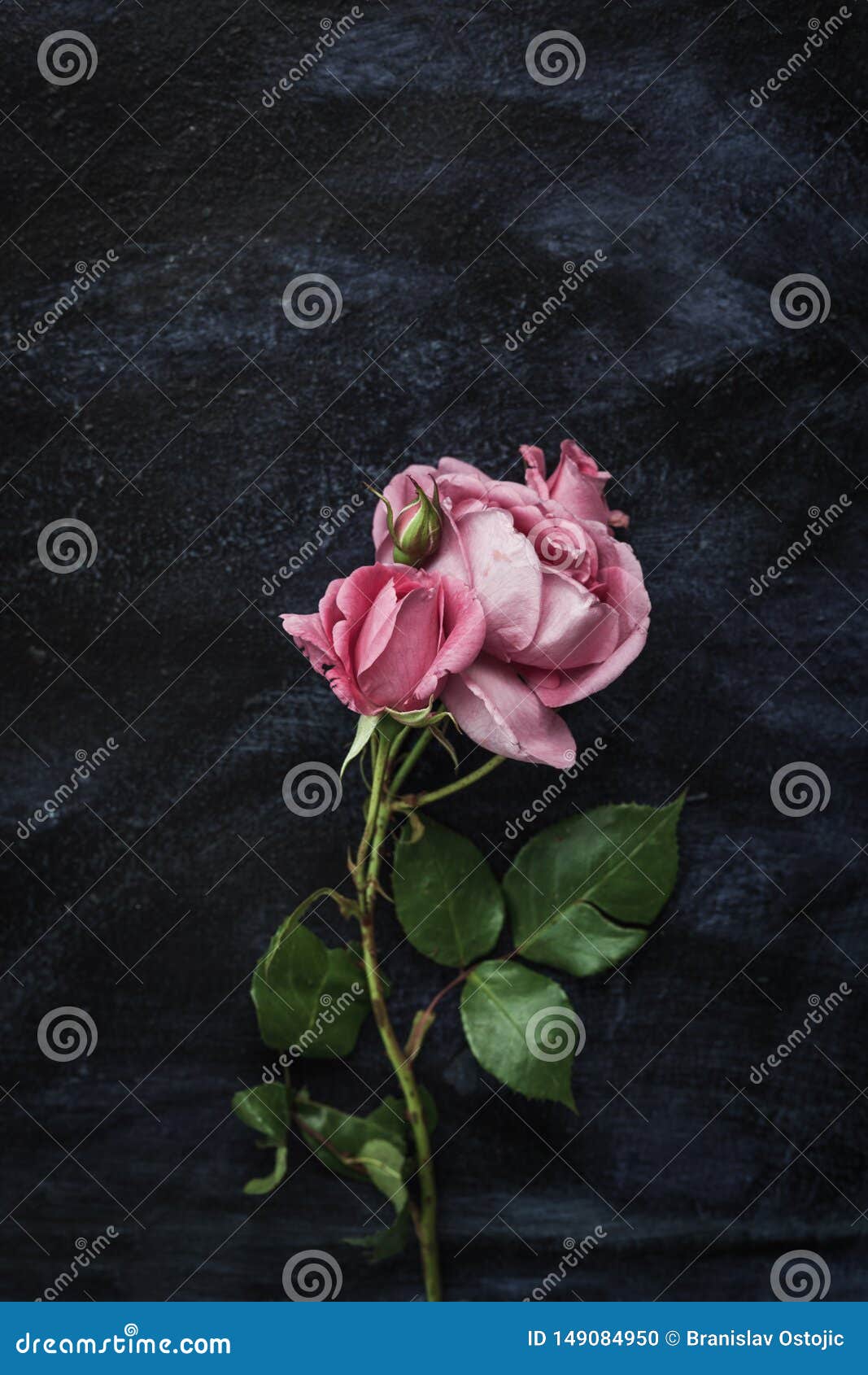 Beautiful Roses on Dark Blue Black Background Close Stock Photo - Image ...