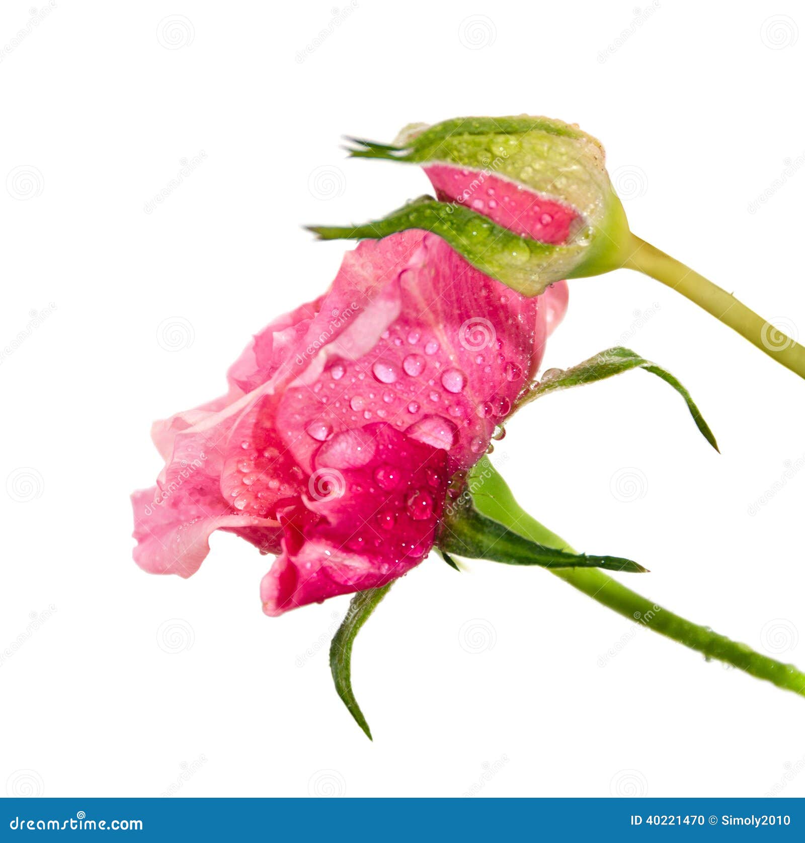 Beautiful Roses in Dew Drops Stock Photo - Image of beauty, drops: 40221470