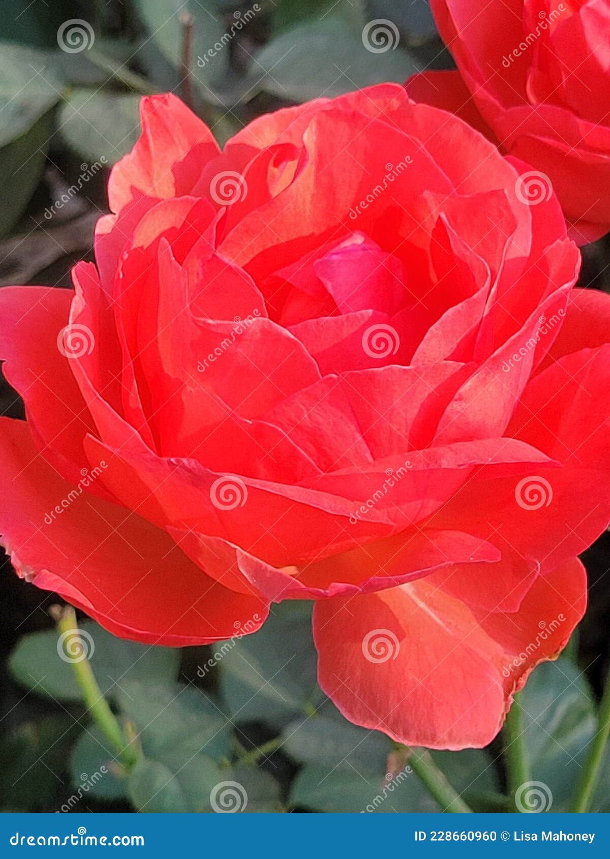 Beautiful roses in fall stock photo. Image of pink, shrub - 228660960