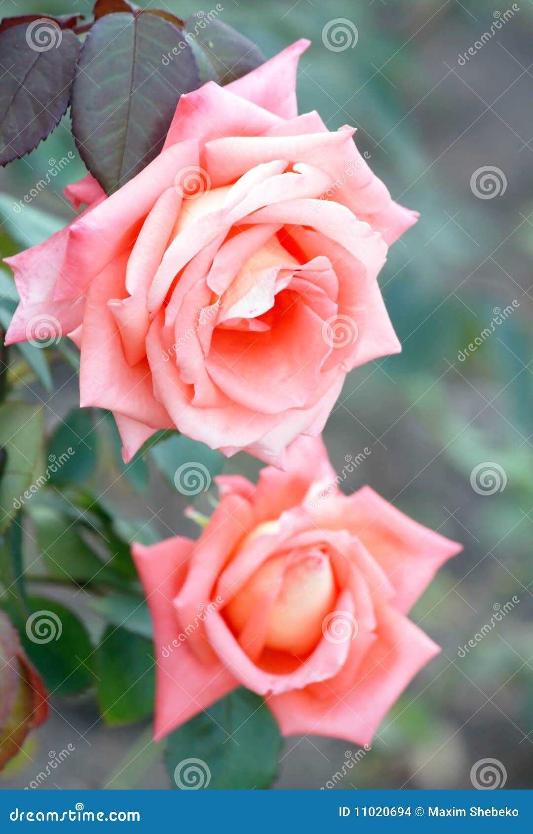Beautiful Roses in the Garden Stock Photo - Image of botanical, love ...
