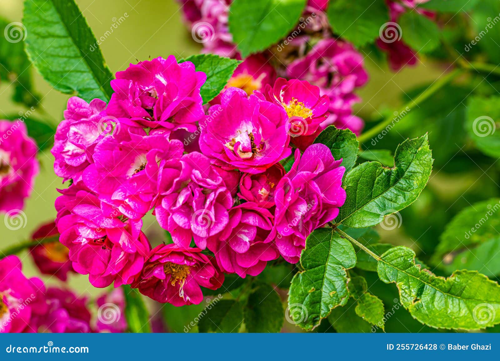 Beautiful roses stock photo. Image of summer, plant - 255726428