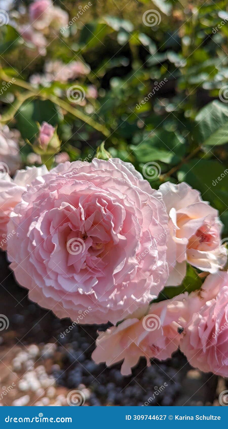 Beautiful Roses in the Garden, Roses are Beautiful with a Beautiful ...