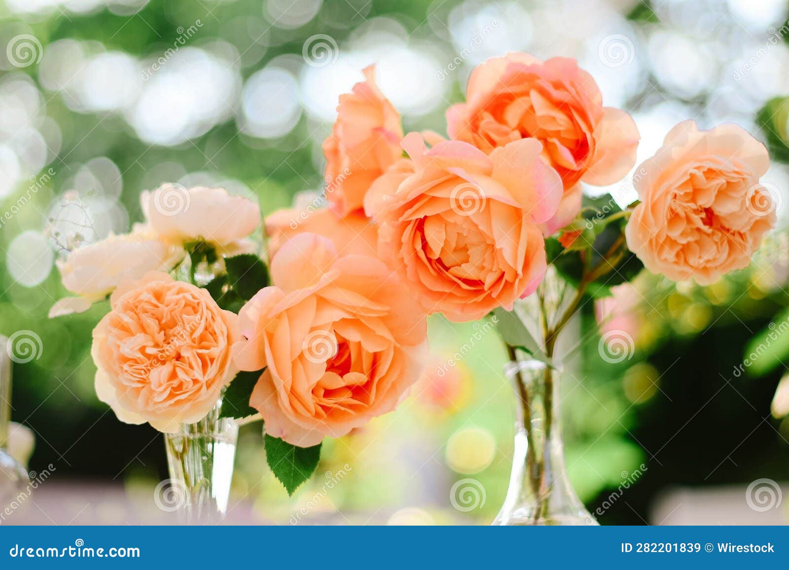 Beautiful Roses in a Glass Vase Stock Image - Image of bloom, blossom ...
