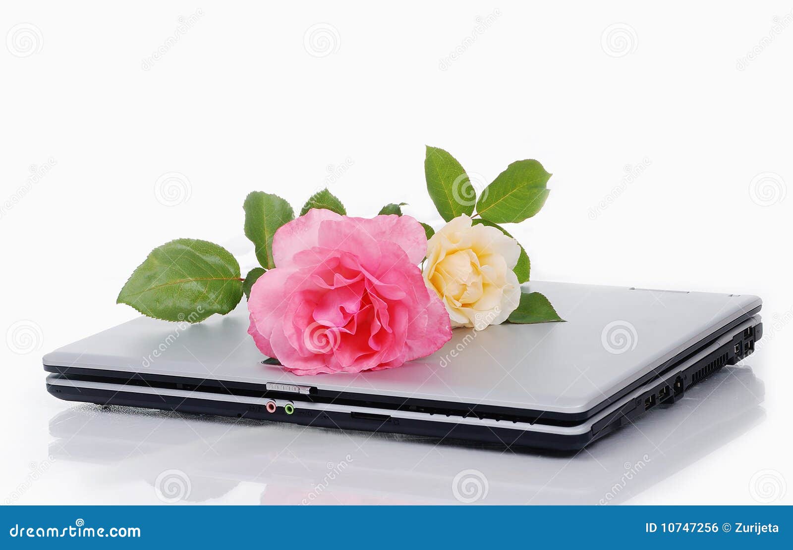 Beautiful Roses and Laptop Put Together Isolated Stock Photo - Image of ...