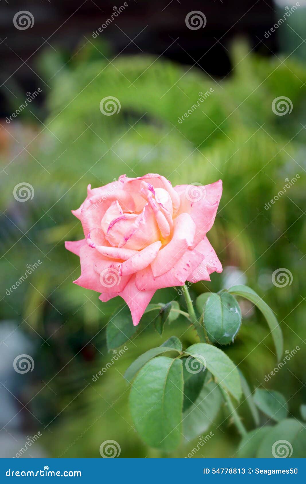 Beautiful Roses with the Nature Stock Image - Image of spring ...