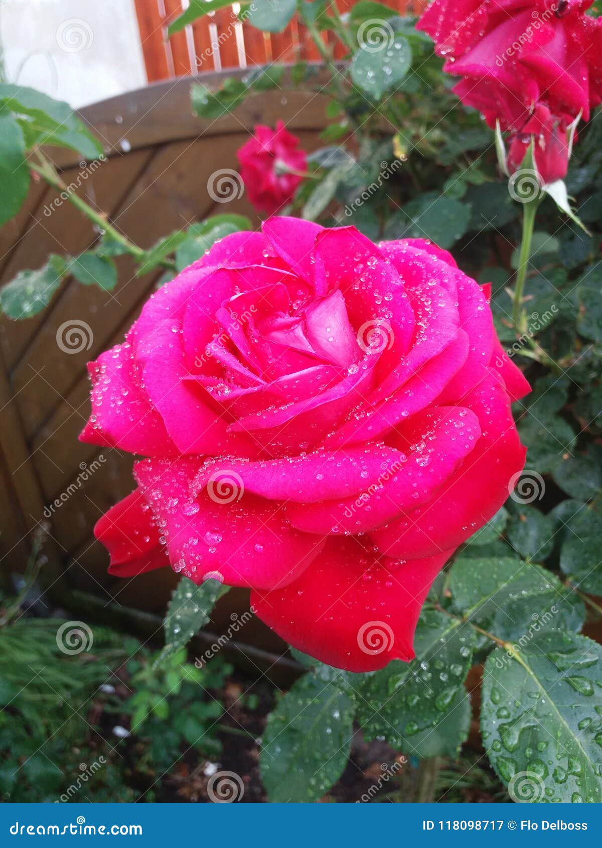 Nice Rose stock image. Image of nice, rose, roses, beautiful - 118098717