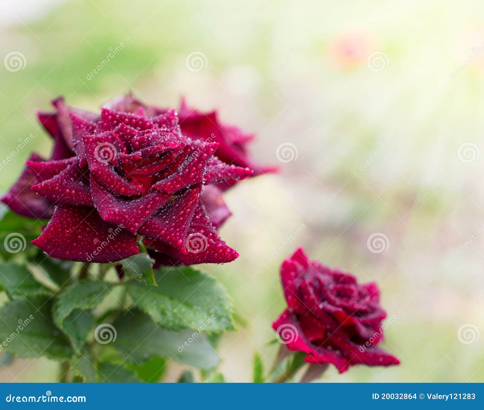 Beautiful roses outdoor stock photo. Image of drop, backgound - 20032864