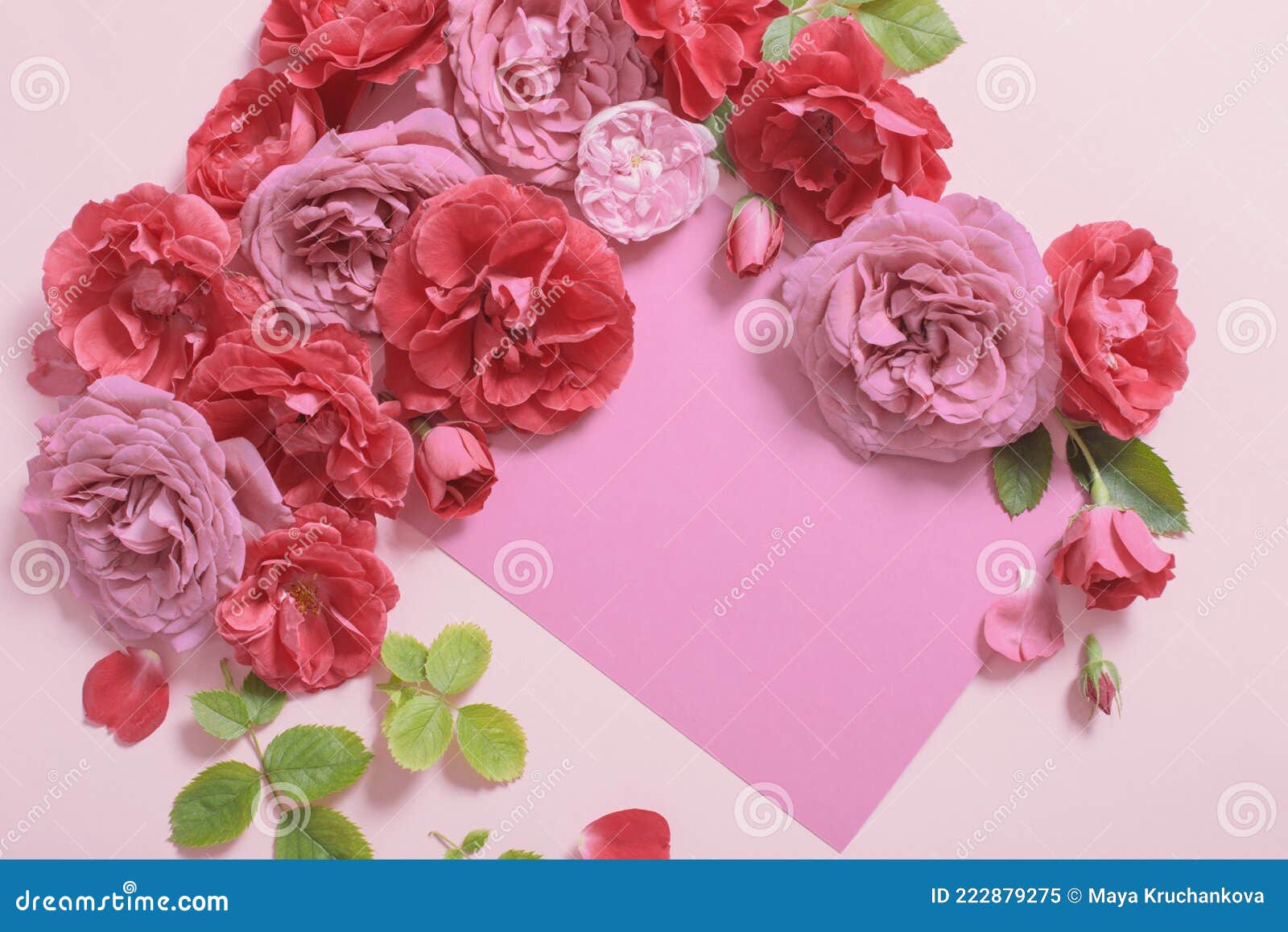 Roses on Pink Paper Background Stock Image - Image of plant, mock ...